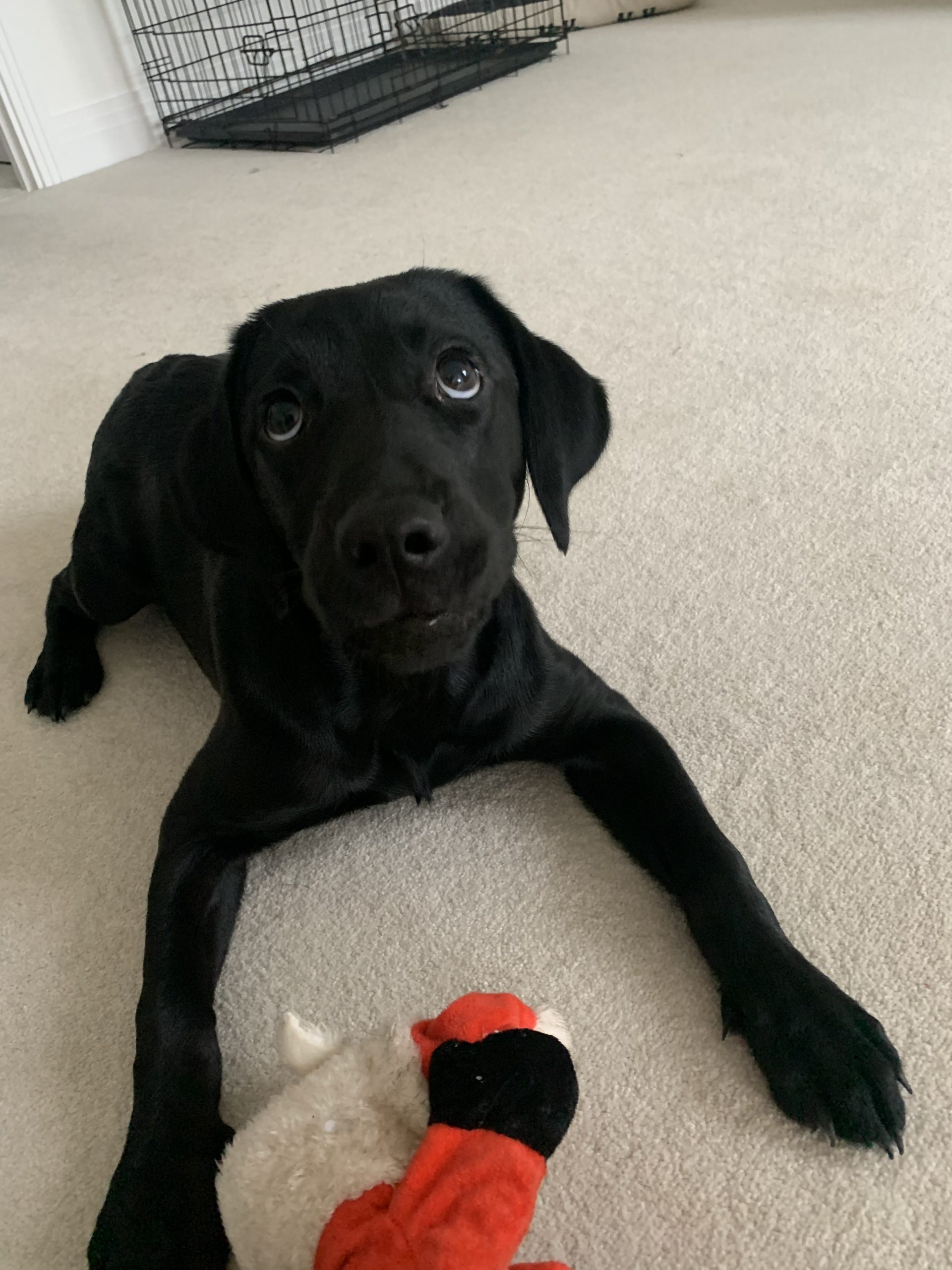 bow-wows.co.uk – Professional Canine Care